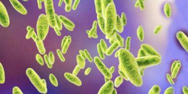 Brusella nedir? Nasıl bulaşır? Belirtileri, tedavisi ve aşısı