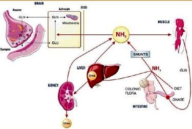 Hepatik ensefalopati tanı ve tedavisi