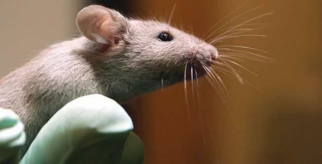 Prof. Dr. Hotamışlıgil'den yeni bir keşif: Safra asidi ile tip1 diyabet ...