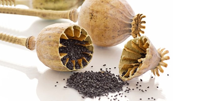 Çörek otu, neye iyi gelir? Nasıl kullanılır? Faydaları ve zararları