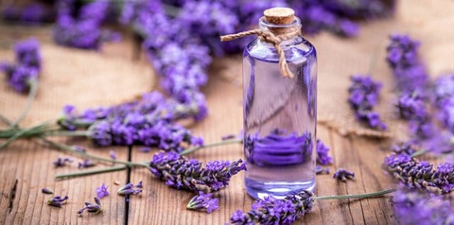 Lavanta nedir, yağı nasıl kullanılır? Lavantanın faydaları