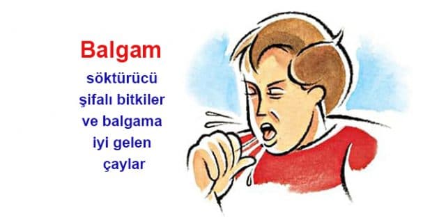 Balgama ne iyi gelir? Balgam söktürücü şifalı bitkiler ve çaylar