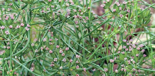 Kimyonun faydaları nelerdir? Neye iyi gelir? Çayı nasıl yapılır?