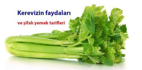 Kerevizin faydaları nelerdir? Kereviz nasıl yenir? Şifalı yemek tarifleri