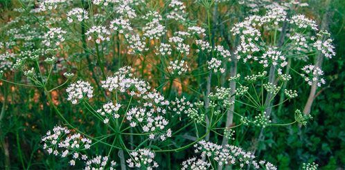 Anason nedir, nasıl kullanılır? Anasonun faydaları ve zararları