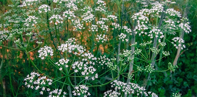 Anason nedir, nasıl kullanılır? Anasonun faydaları ve zararları