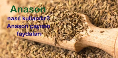 Anason nedir, nasıl kullanılır? Anasonun faydaları ve zararları