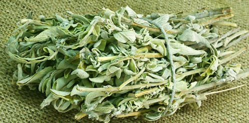 Adaçayının faydaları nelerdir, neye iyi gelir? Ada çayı nasıl demlenir?