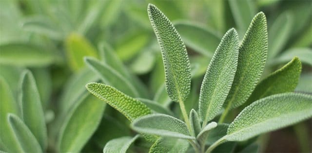 Adaçayının faydaları nelerdir, neye iyi gelir? Ada çayı nasıl demlenir?