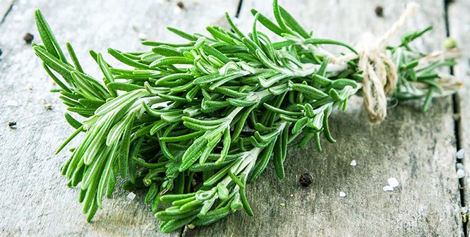 Biberiyenin faydaları nelerdir? Biberiye yağı neye iyi gelir?