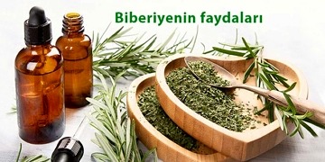 Biberiyenin faydaları nelerdir? Biberiye yağı neye iyi gelir?