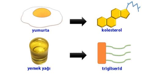 Trigliserid nedir? Neden yükselir? Vücut yağ oranı nasıl düşürülür?