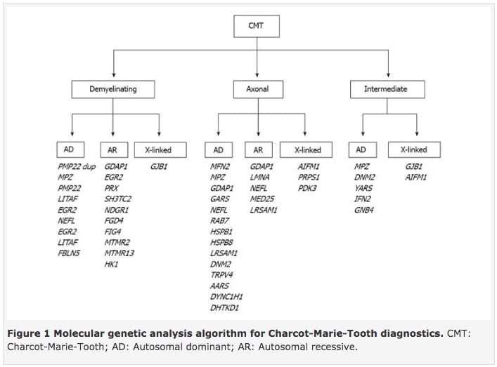 Genetik Hastalıklar: Charcot Marie Tooth (CMT); belirtileri, tipleri ve ...