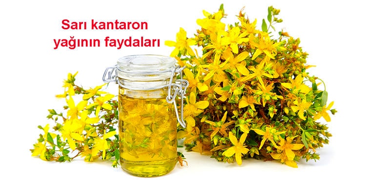 Sarı kantaron yağı neye iyi gelir? Faydaları nelerdir? Nasıl kullanılır?