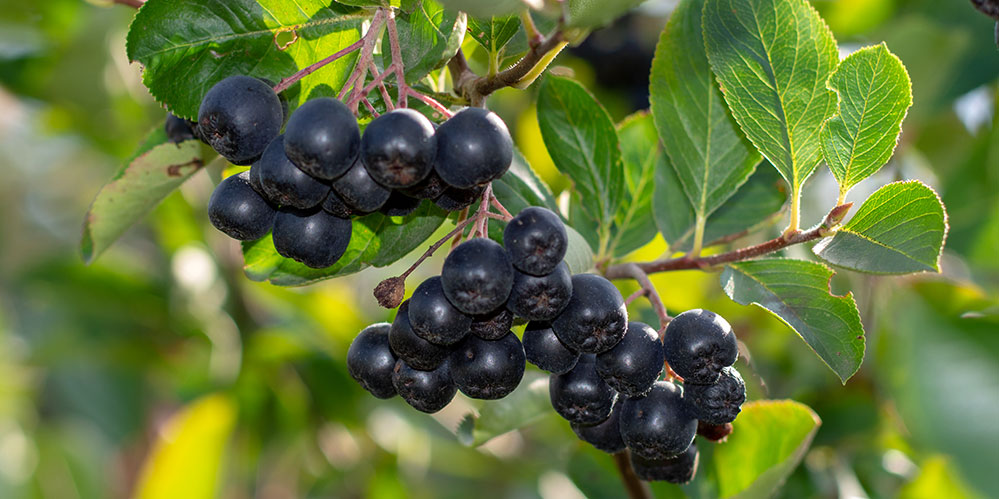 Aronya neye iyi gelir? Nasıl tüketilmelidir? Faydaları ve zararları