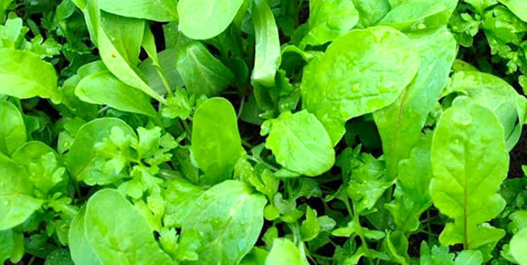 Roka neye iyi gelir? Besin değeri ve faydaları nelerdir?